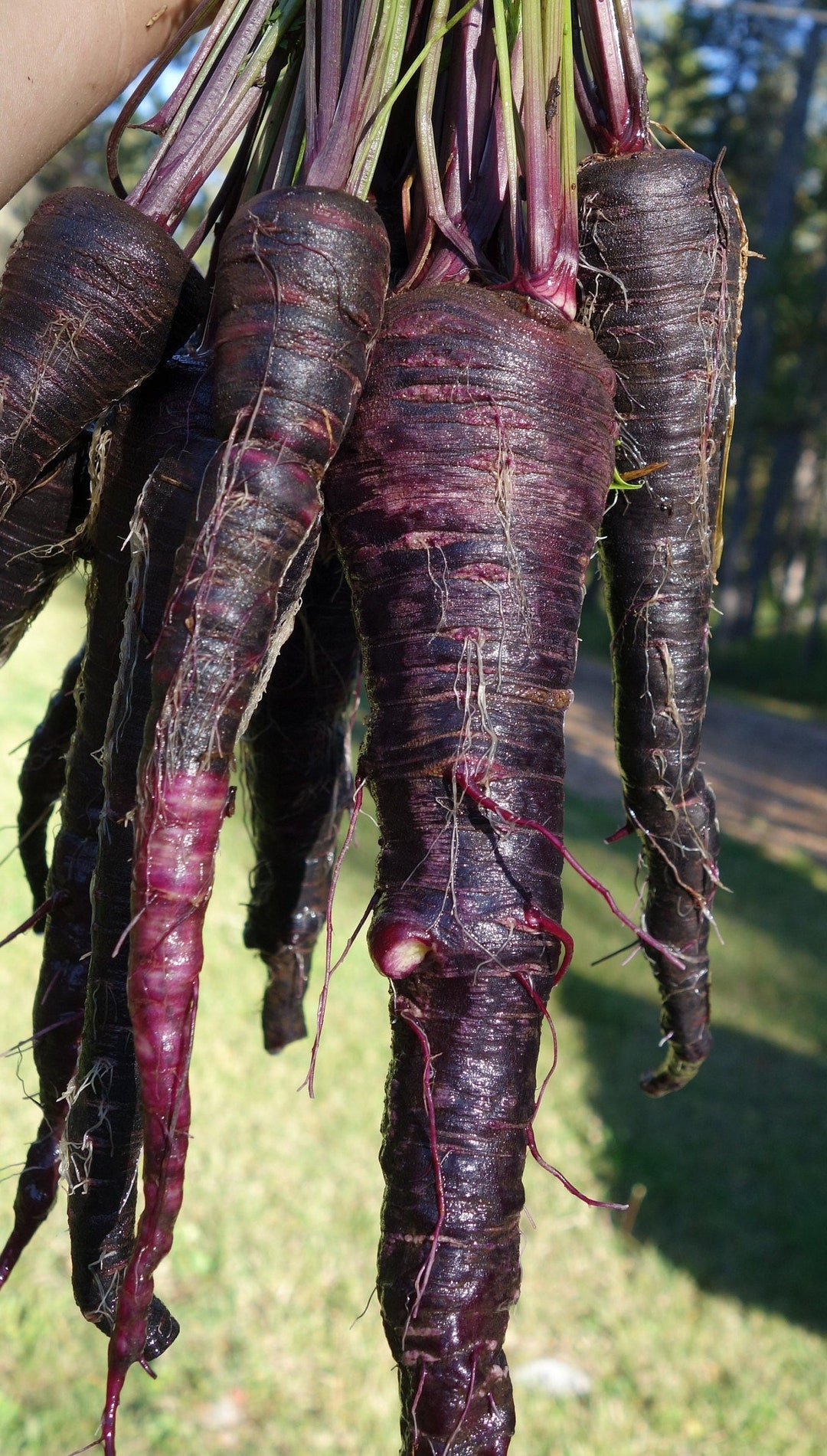 Black Nebula Carrot Seeds | Organic - Etsy