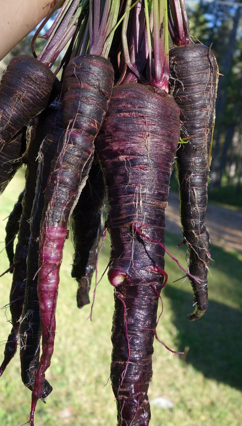Black Nebula Carrot Seeds | Organic - Etsy