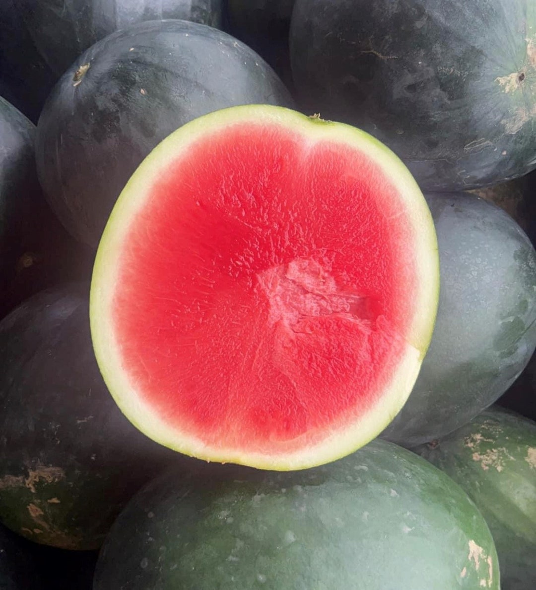 Black Diamond Watermelon Seeds | Heirloom | Organic - Etsy