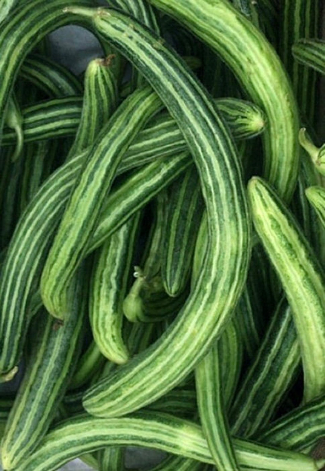 Armenian Striped Cucumber Seeds | Heirloom | Organic - Etsy