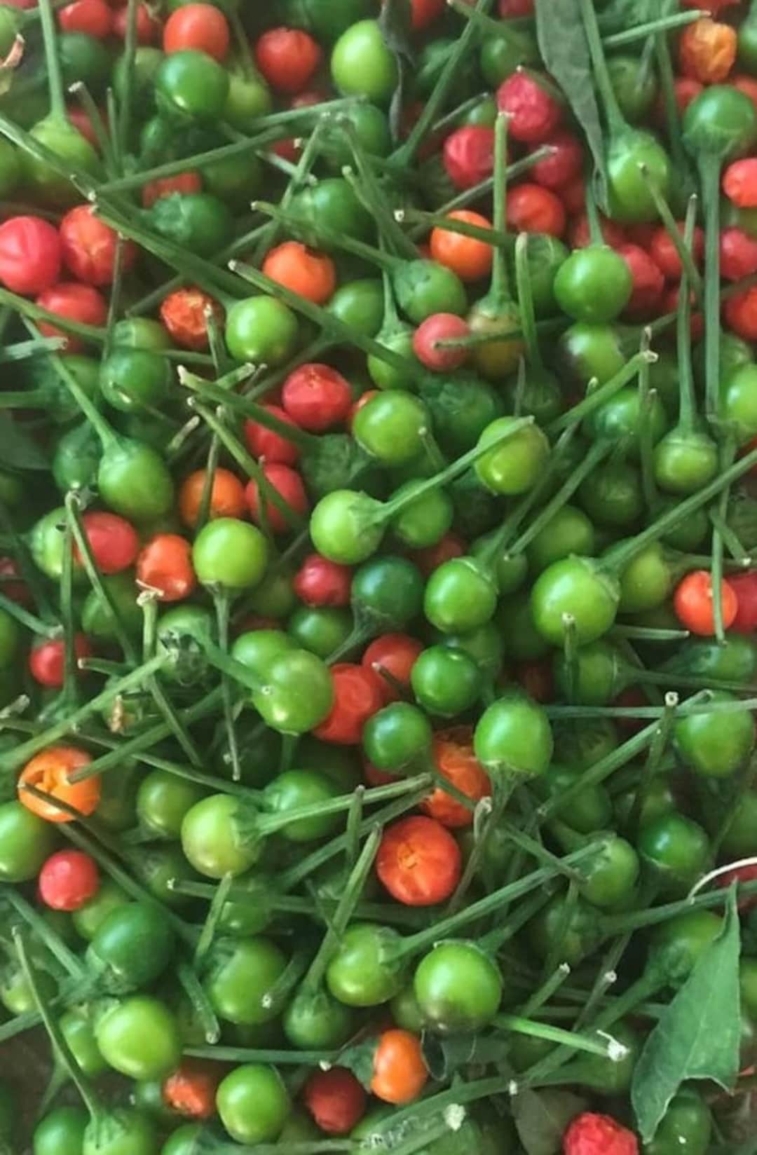 Chiltepin Wild Chile Seeds | Hot | Heirloom | Organic - Etsy