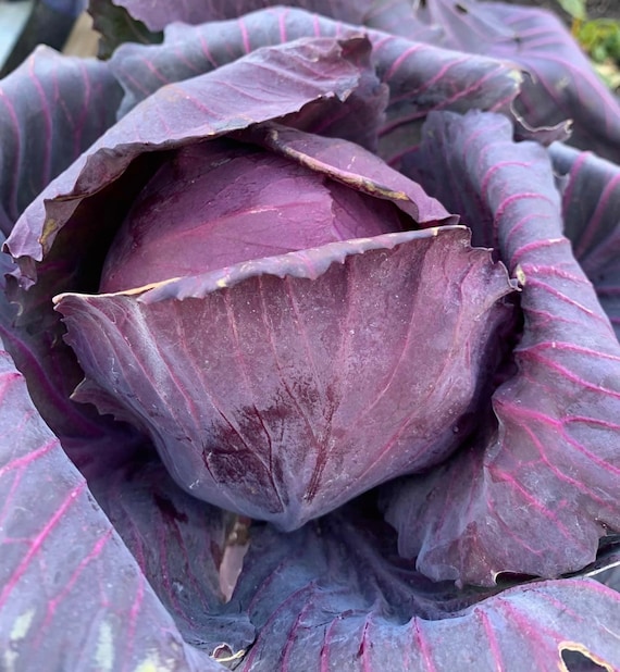 Red Acre Cabbage Seeds Heirloom Organic - Etsy