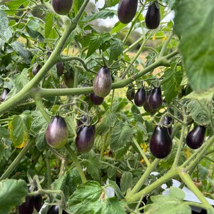 Indigo Pear Drops Tomato Seeds | Organic - Etsy