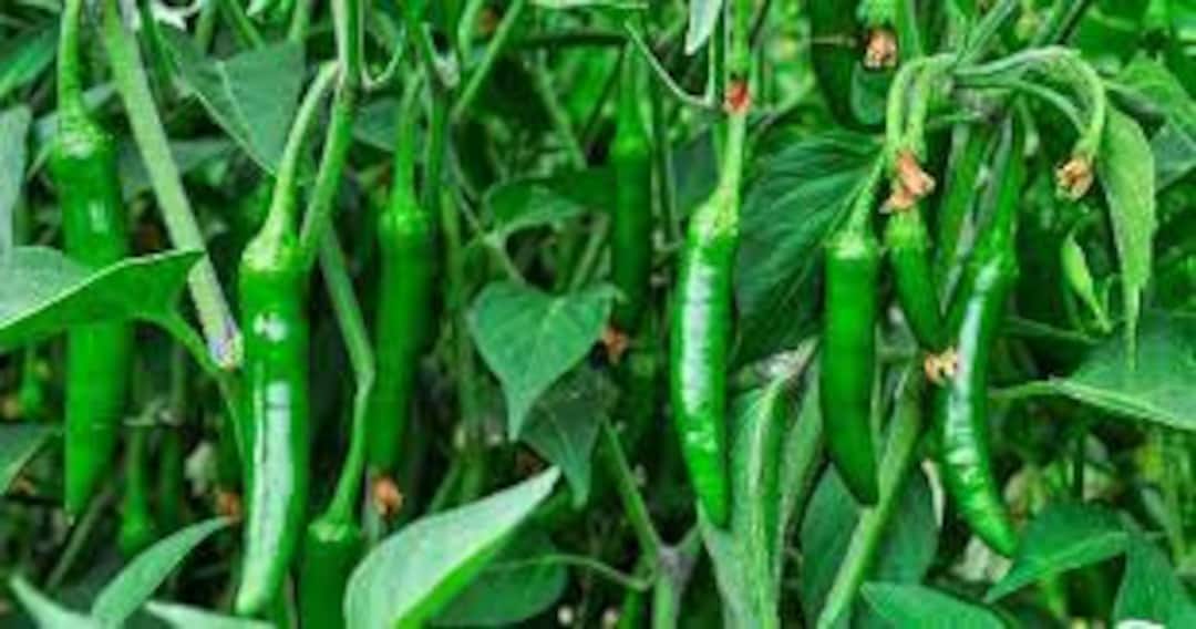 Serrano Pepper Seeds | Hot | Heirloom | Organic - Etsy