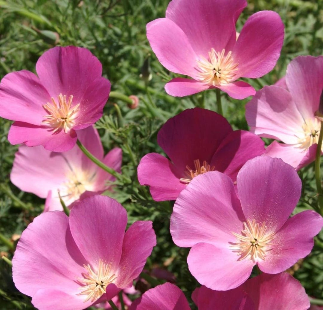 Purple Gleam California Poppy Seeds - Etsy