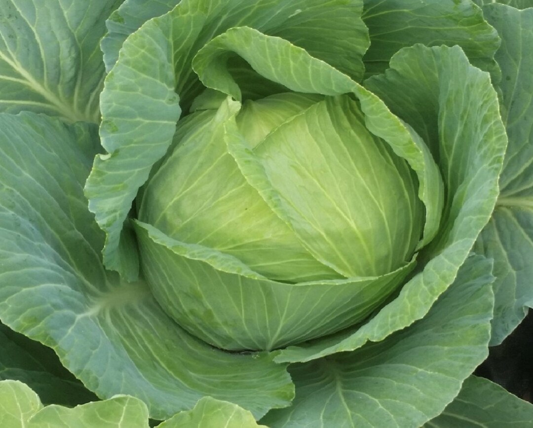 Brunswick Cabbage Seeds | Heirloom | Organic - Etsy