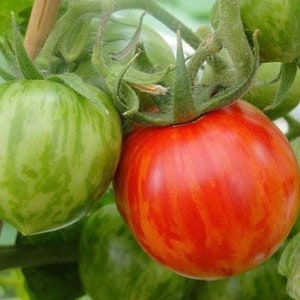 Red Zebra Tomato Seeds | Heirloom | Organic - Etsy