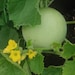 Green Flesh Honeydew Melon | Heirloom | Organic - Etsy