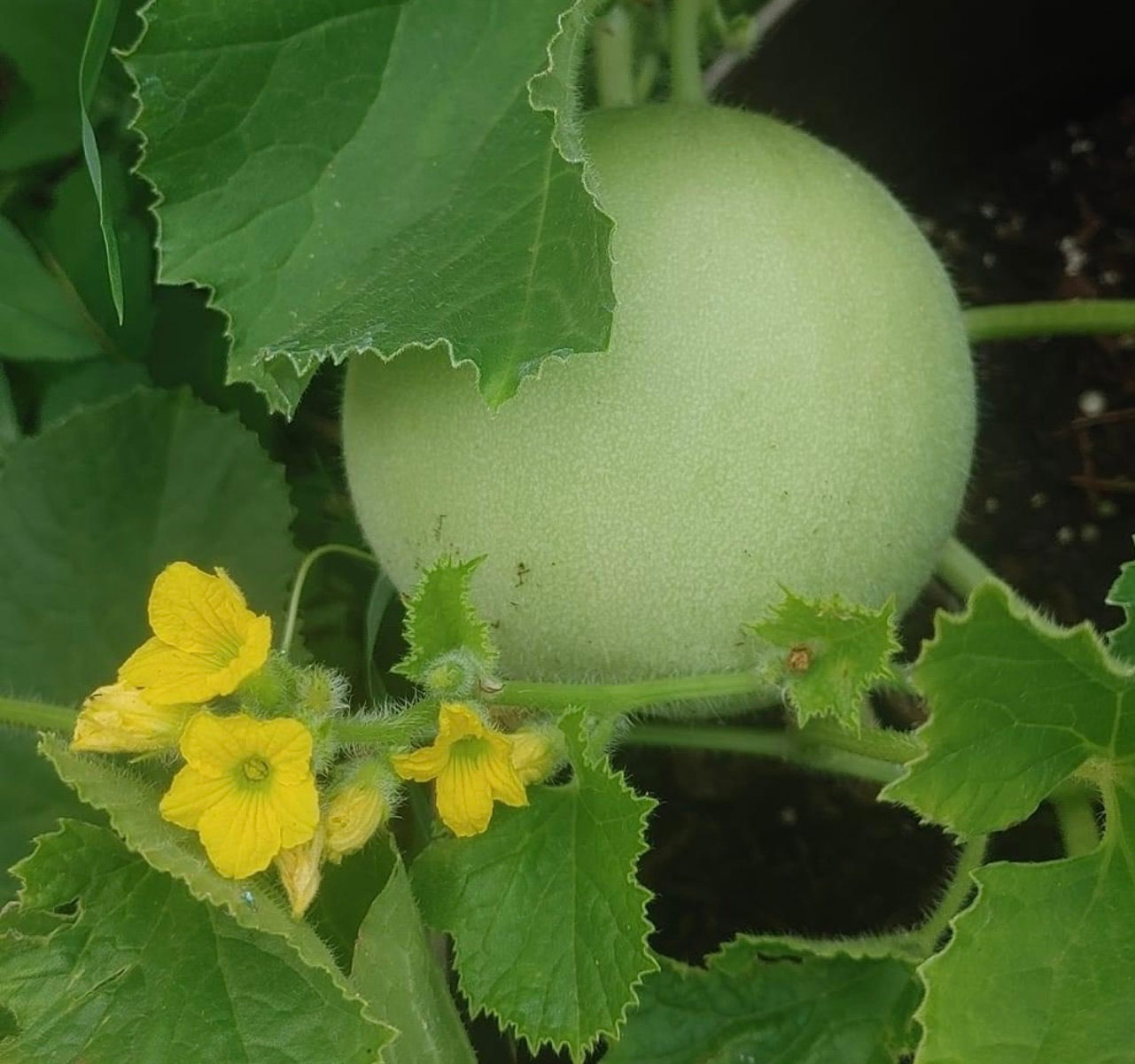 Green Flesh Honeydew Melon | Heirloom | Organic - Etsy