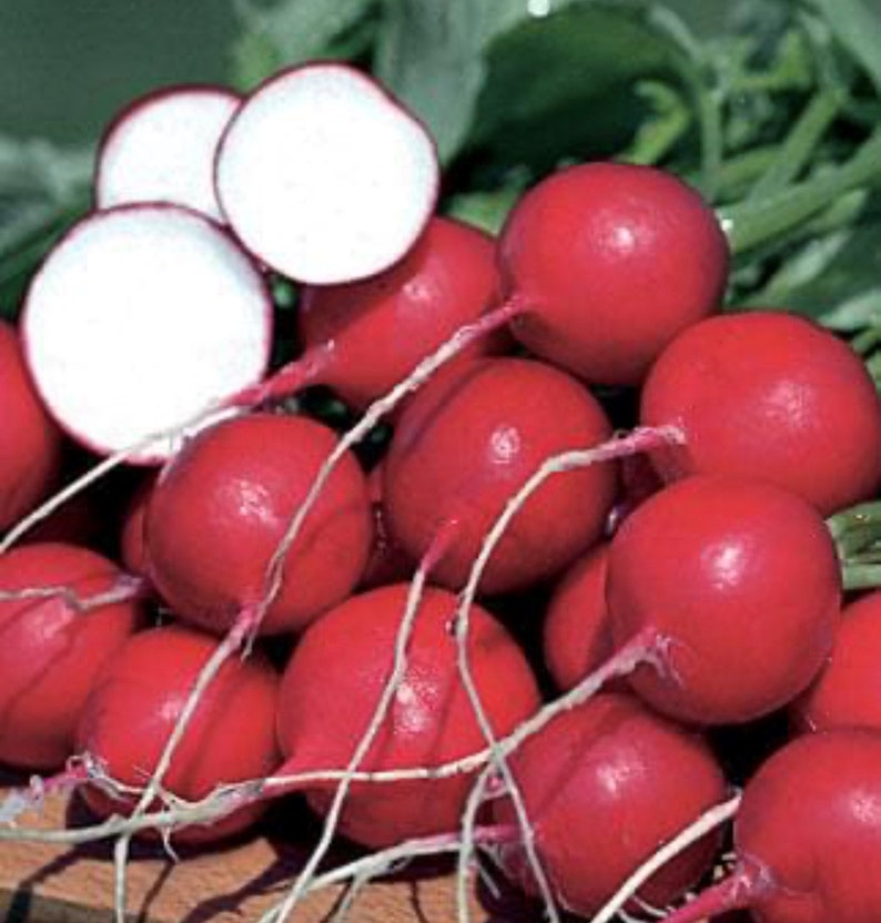 German Giant Radish Seeds | Heirloom | Organic - Etsy