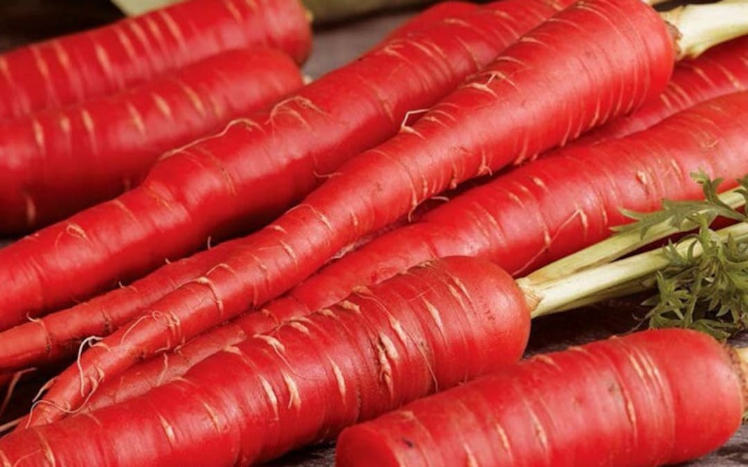 Atomic Red Carrot Seeds | Organic - Etsy