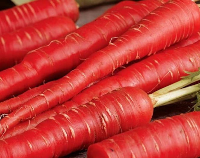 Atomic Red Carrot Seeds | Organic - Etsy