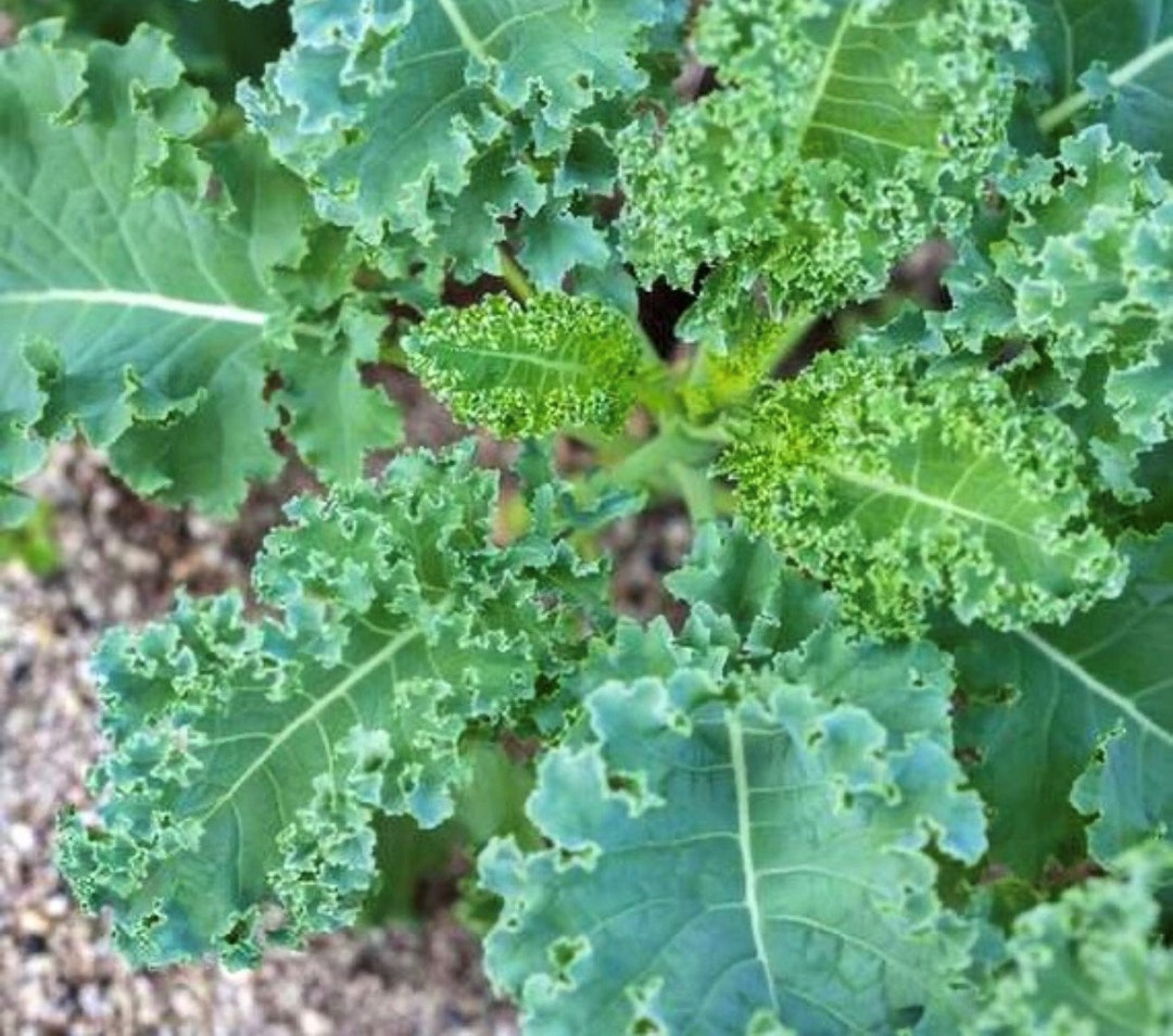 White Russian Kale Seeds | Organic - Etsy