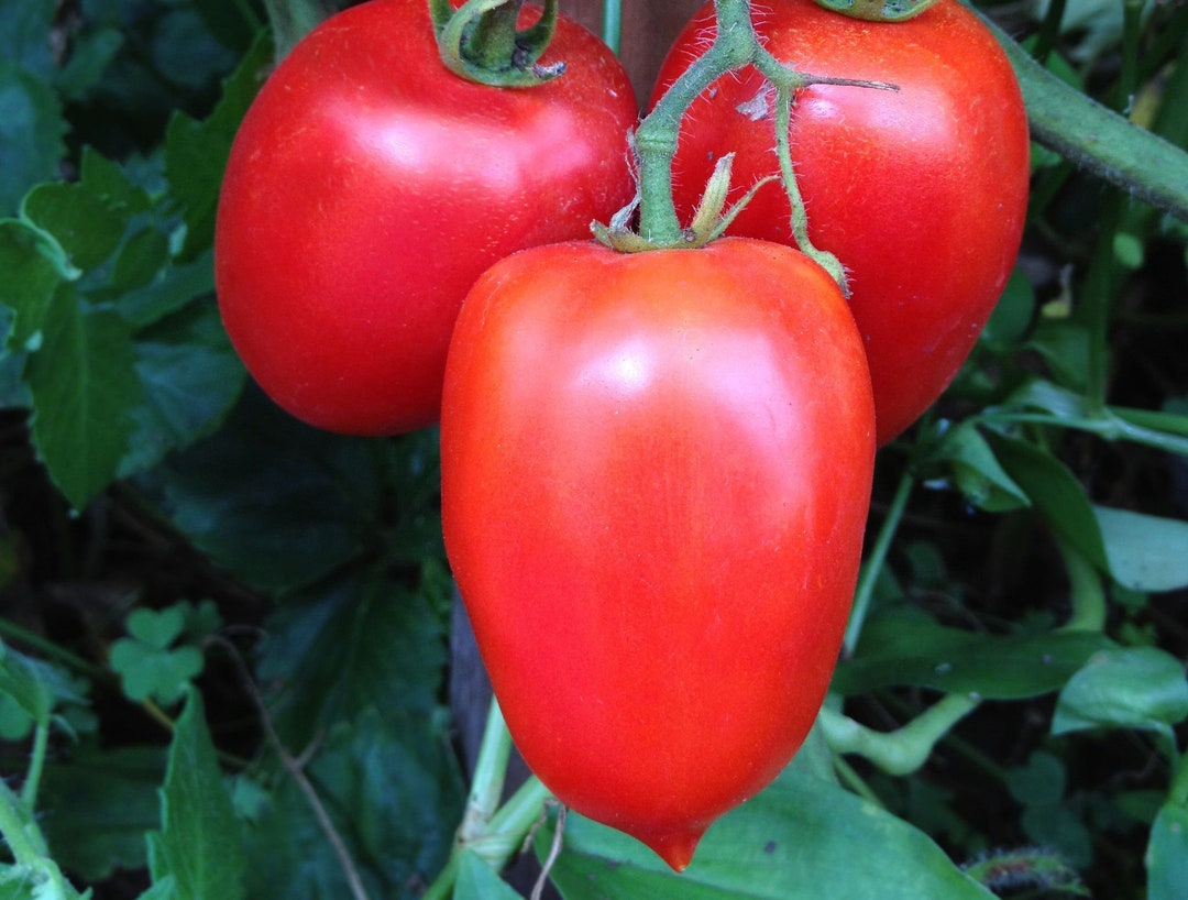 Sheboygan Tomato Seeds | Heirloom | Organic - Etsy