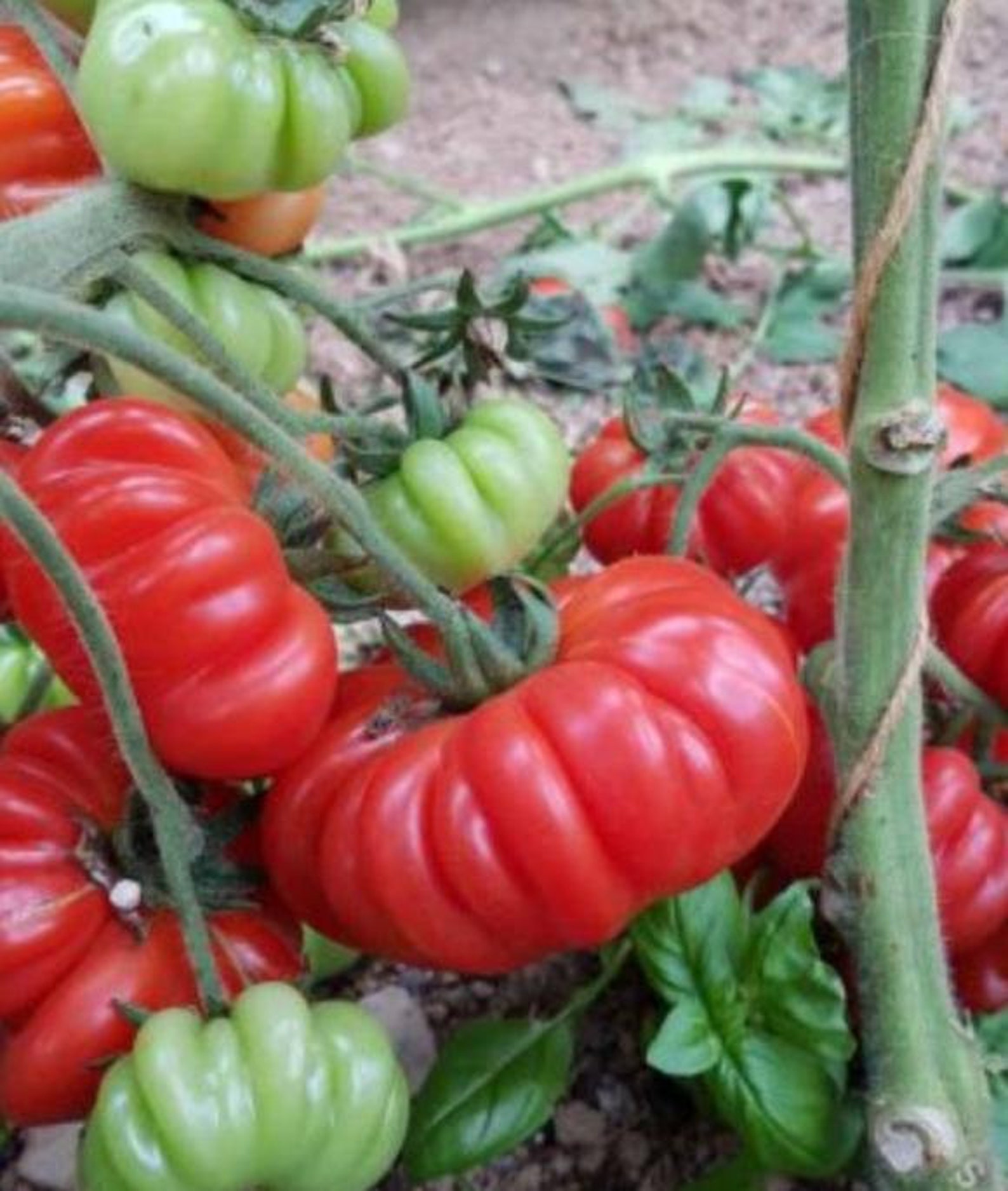 Costoluto Genovese Tomato Seeds | Heirloom | Organic - Etsy