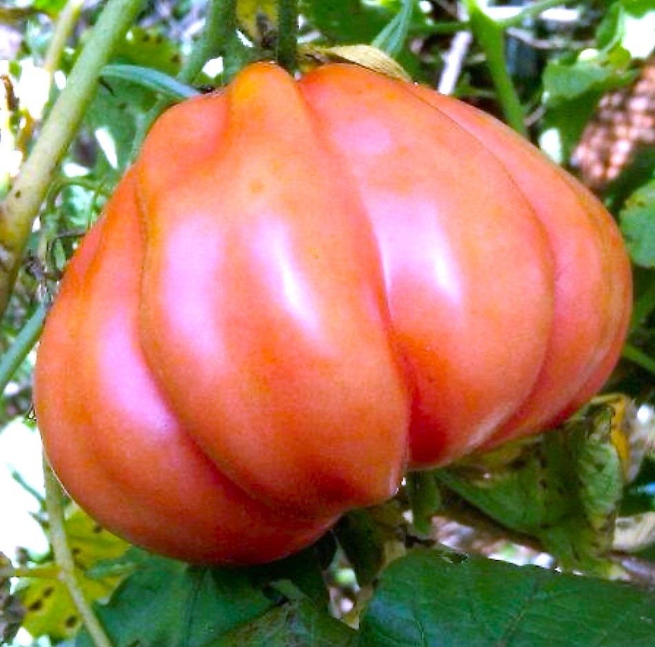 Zapotec Pink Ribbed Tomato | Heirloom | Organic - Etsy
