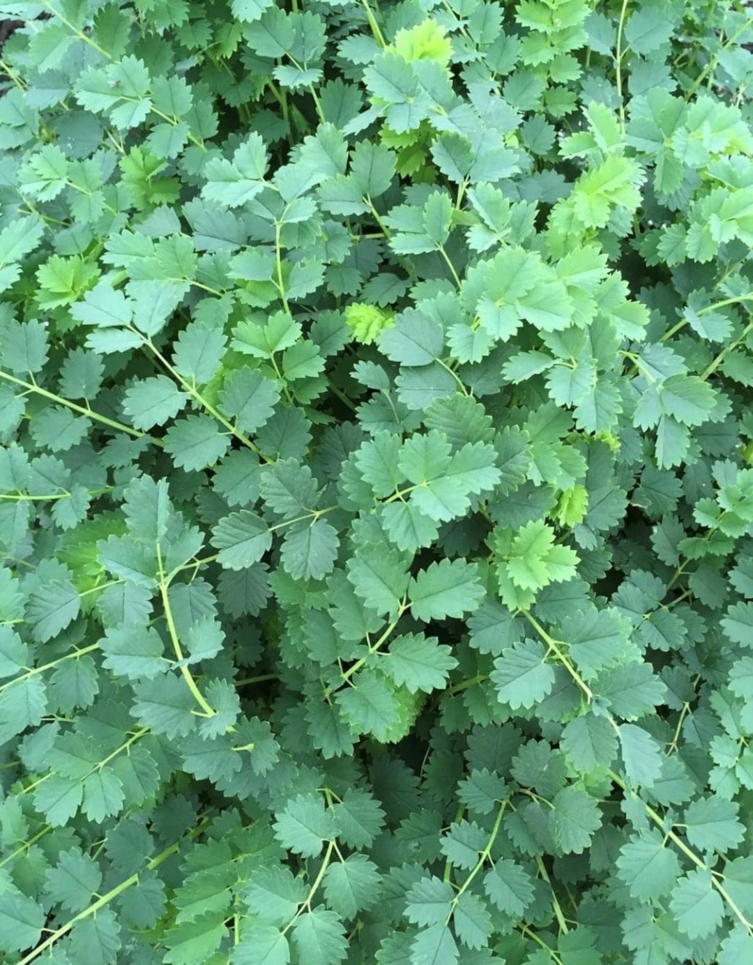 Salad Burnet Seeds | Herb - Etsy