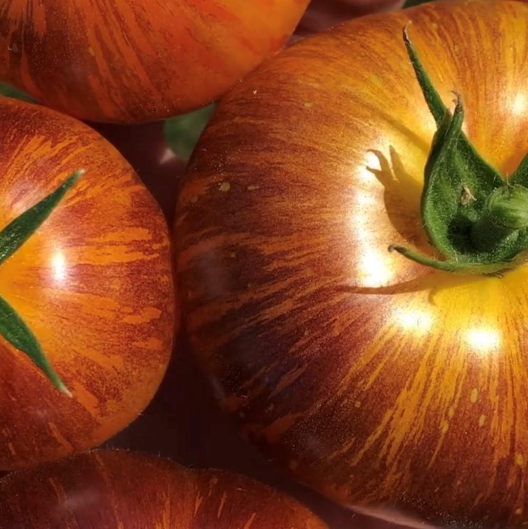 Alice's Dream Tomato Seeds - Etsy