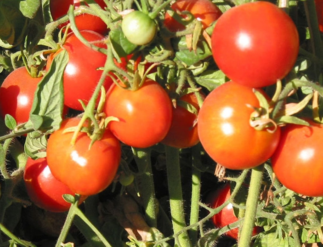 Glacier Tomato Seeds | Heirloom | Organic - Etsy