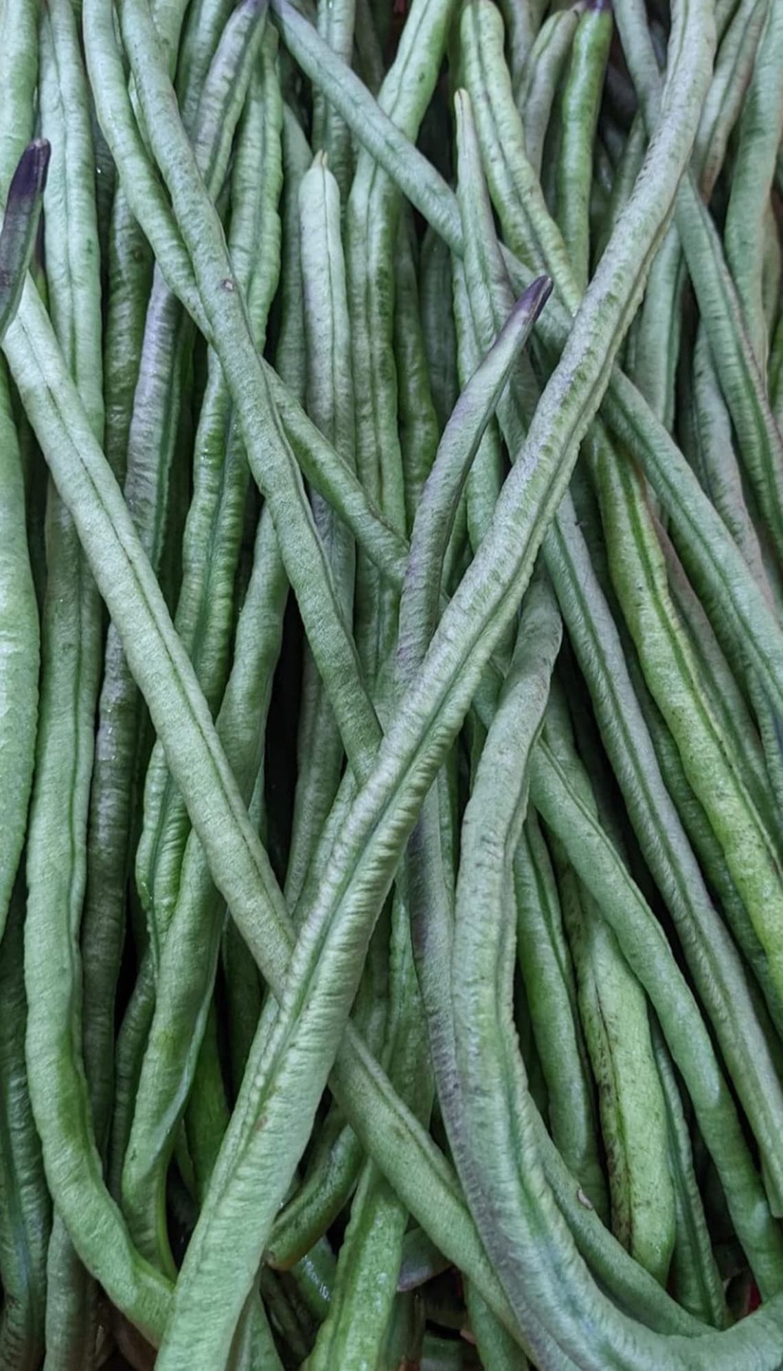 Dark Green Yard Long Bean Seeds - Etsy