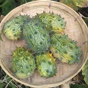 Jelly Melon Seeds | Heirloom | Organic | Aka African Horned Cucumber ...