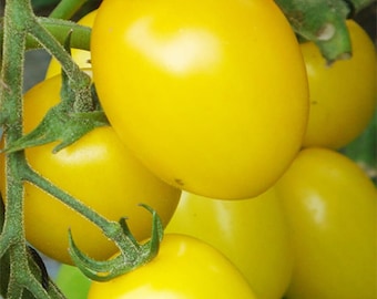 Martino's Roma Tomato Seeds Heirloom Organic - Etsy