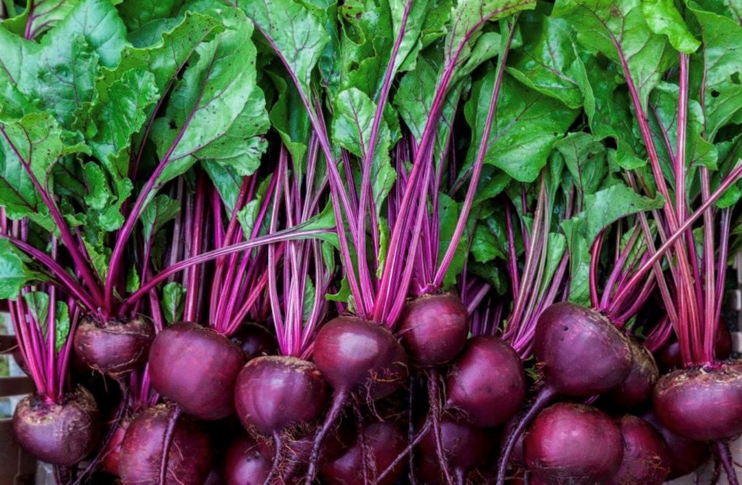 Early Wonder Beet Seeds | Heirloom | Organic - Etsy