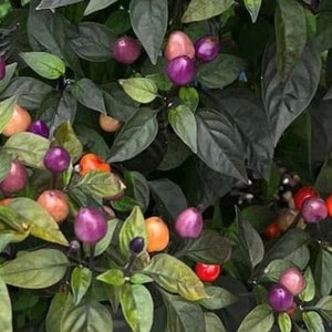 Chinese 5 Color Pepper Seeds | Hot | Organic - Etsy
