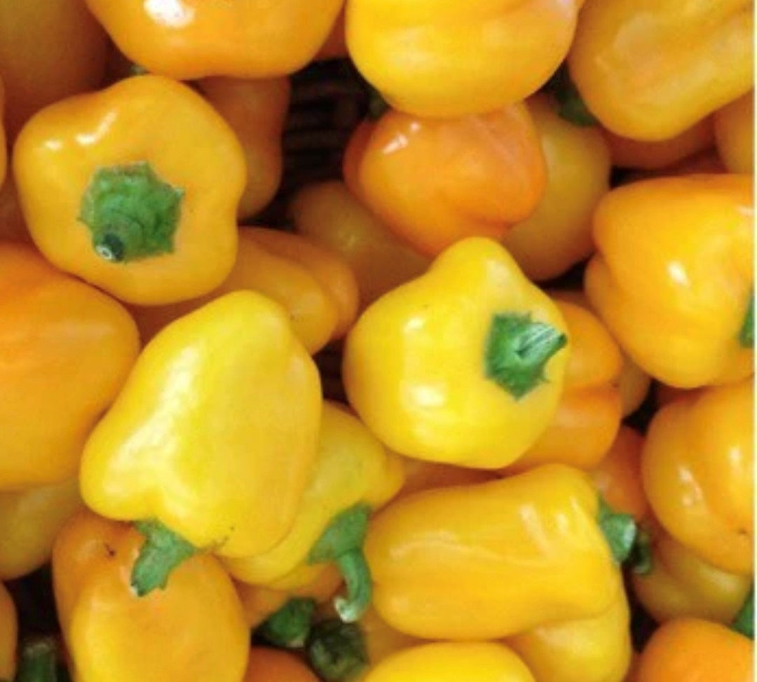 Mini Yellow Bell Pepper Seeds | Heirloom | Organic - Etsy