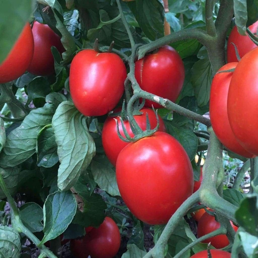 Rio Grande Tomato Seeds | Heirloom | Organic - Etsy