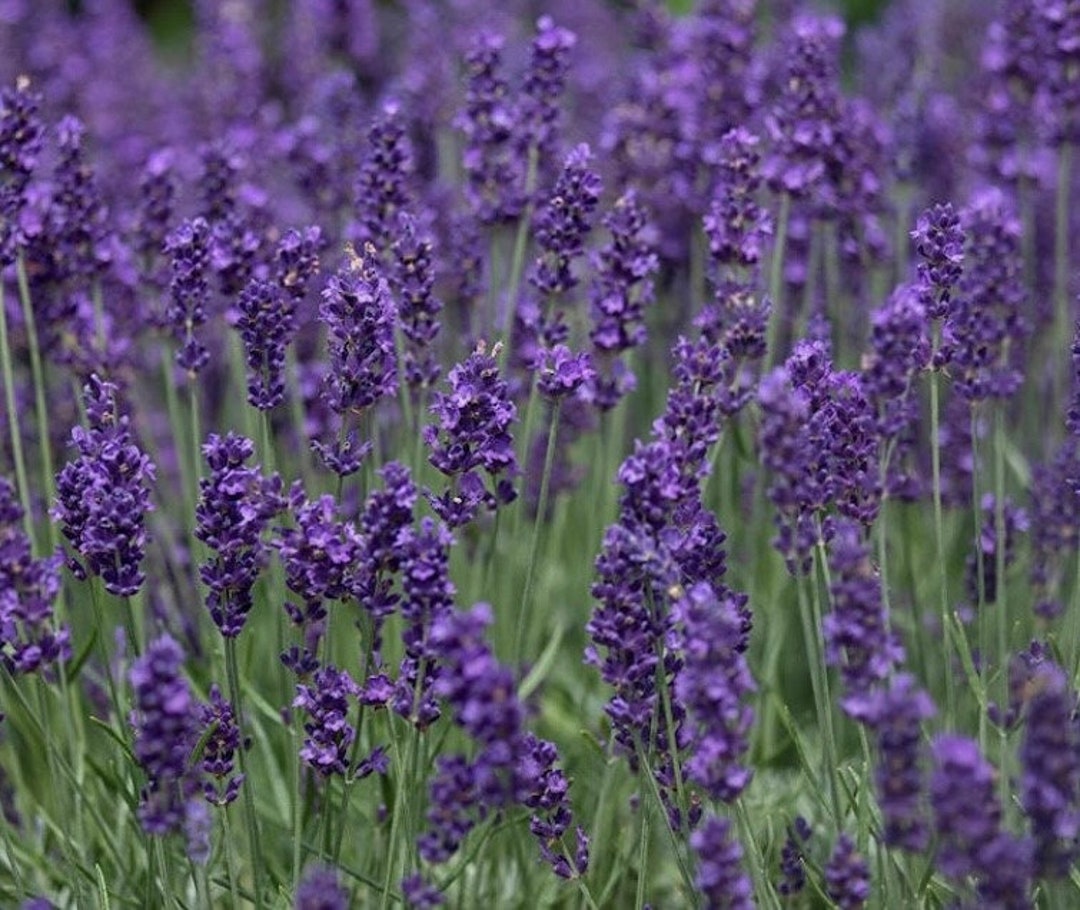 Vera Lavender Seeds | Heirloom | Organic - Etsy