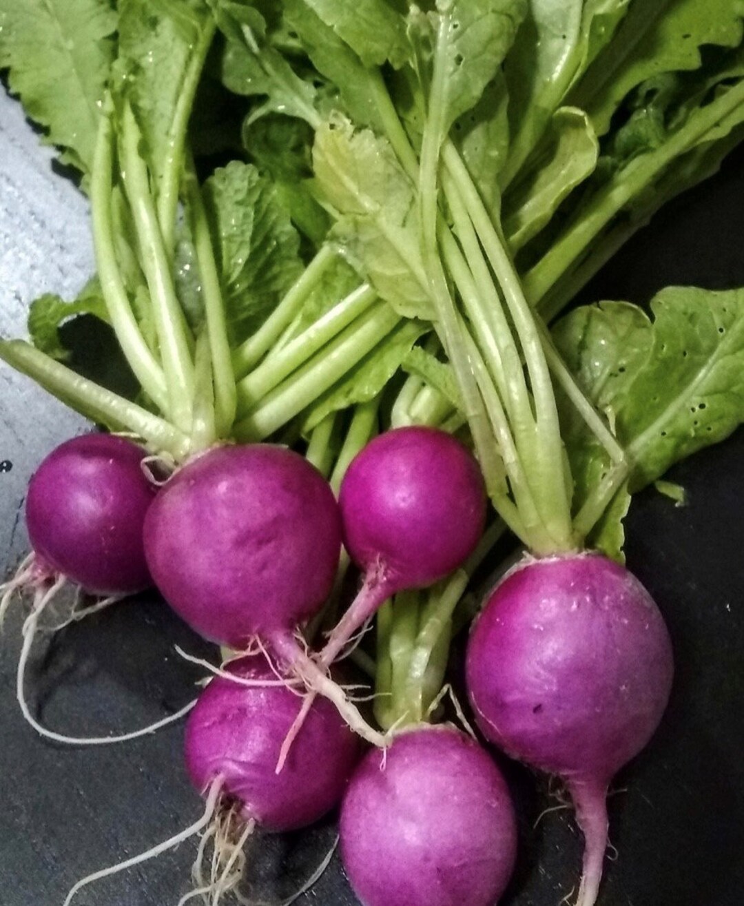 Purple Plum Radish Seeds | Organic - Etsy