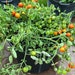 Red Robin Tomato Seeds Organic - Etsy