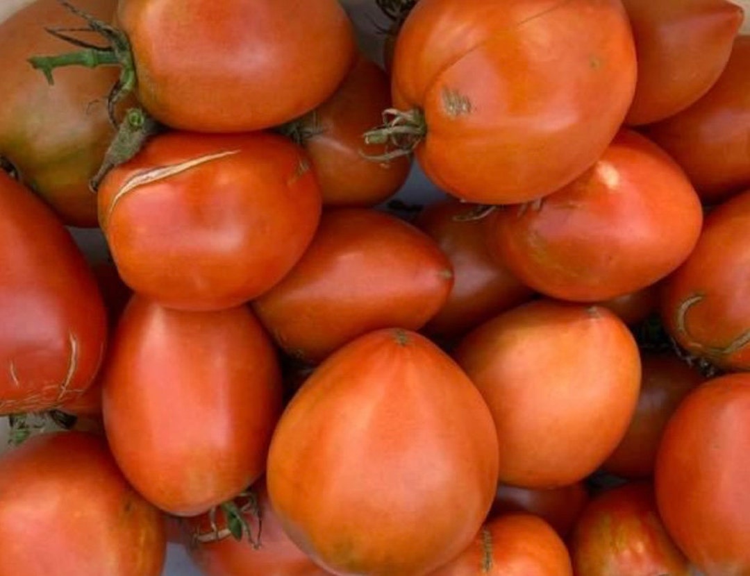 Amish Paste Tomato Seeds| Heirloom | Organic - Etsy