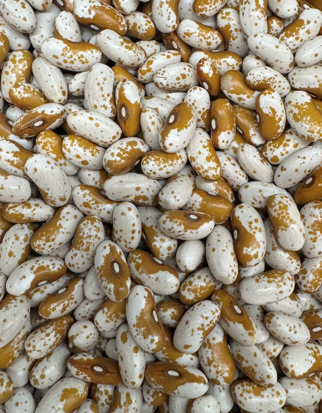 Jacob's Gold (bush) Bean Seeds - Etsy