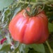 Zapotec Pink Ribbed Tomato | Heirloom | Organic - Etsy