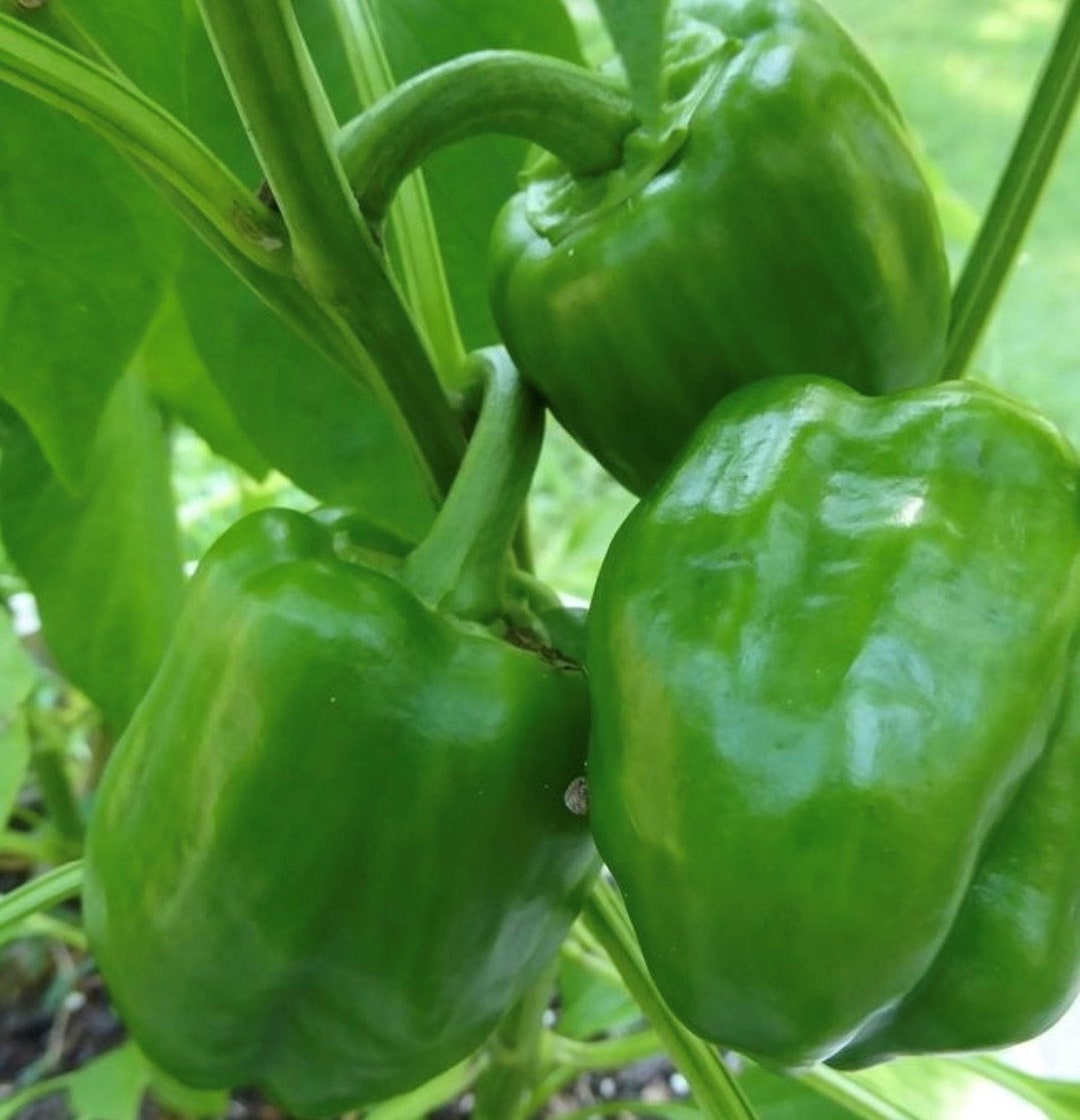 Emerald Giant Pepper Seeds | Sweet | Heirloom | Organic - Etsy