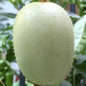 Crystal Apple Cucumber Seeds | Heirloom | Organic - Etsy