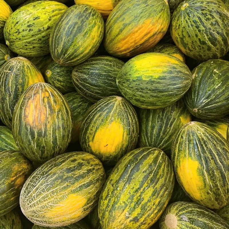 Christmas Melon Seeds - Etsy