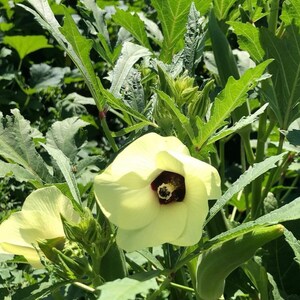 Emerald Okra Seeds | Heirloom | Organic - Etsy