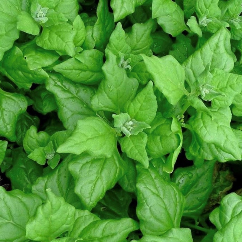 Perennial Spinach Seed - Etsy