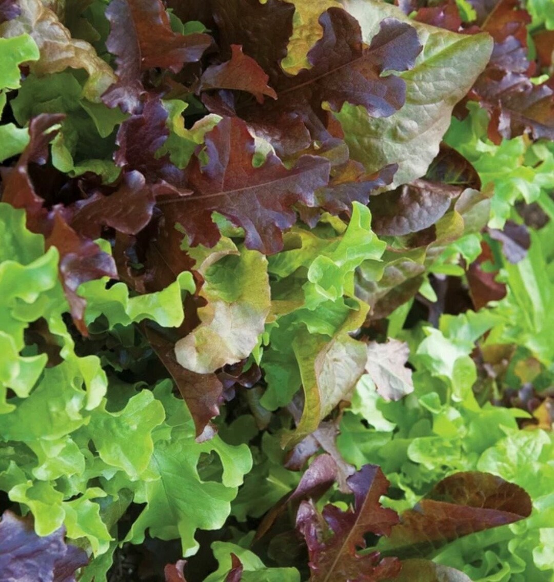 Gourmet Lettuce Mix | Organic Seeds - Etsy