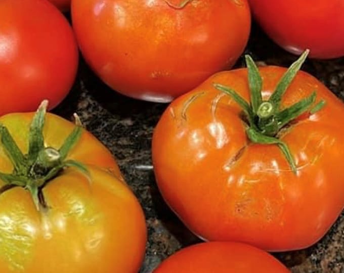 Creole Tomato Seeds | Heirloom | Organic | Heat Tolerant - Etsy