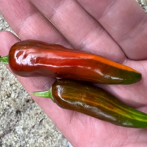 Fish Pepper Seeds | Hot | Heirloom | Organic - Etsy