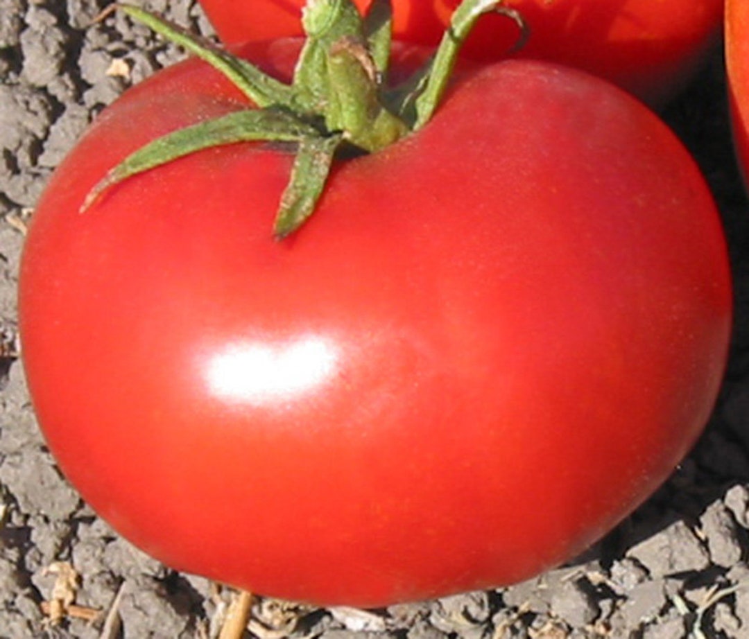 Atkinson Tomato Seeds | Heirloom | Organic - Etsy
