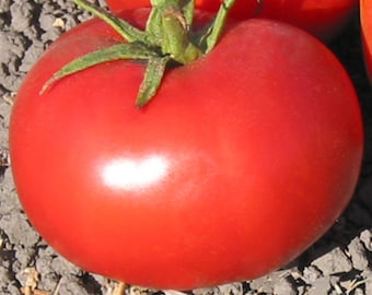 Ace 55 Tomato Seeds Heirloom Organic | Etsy