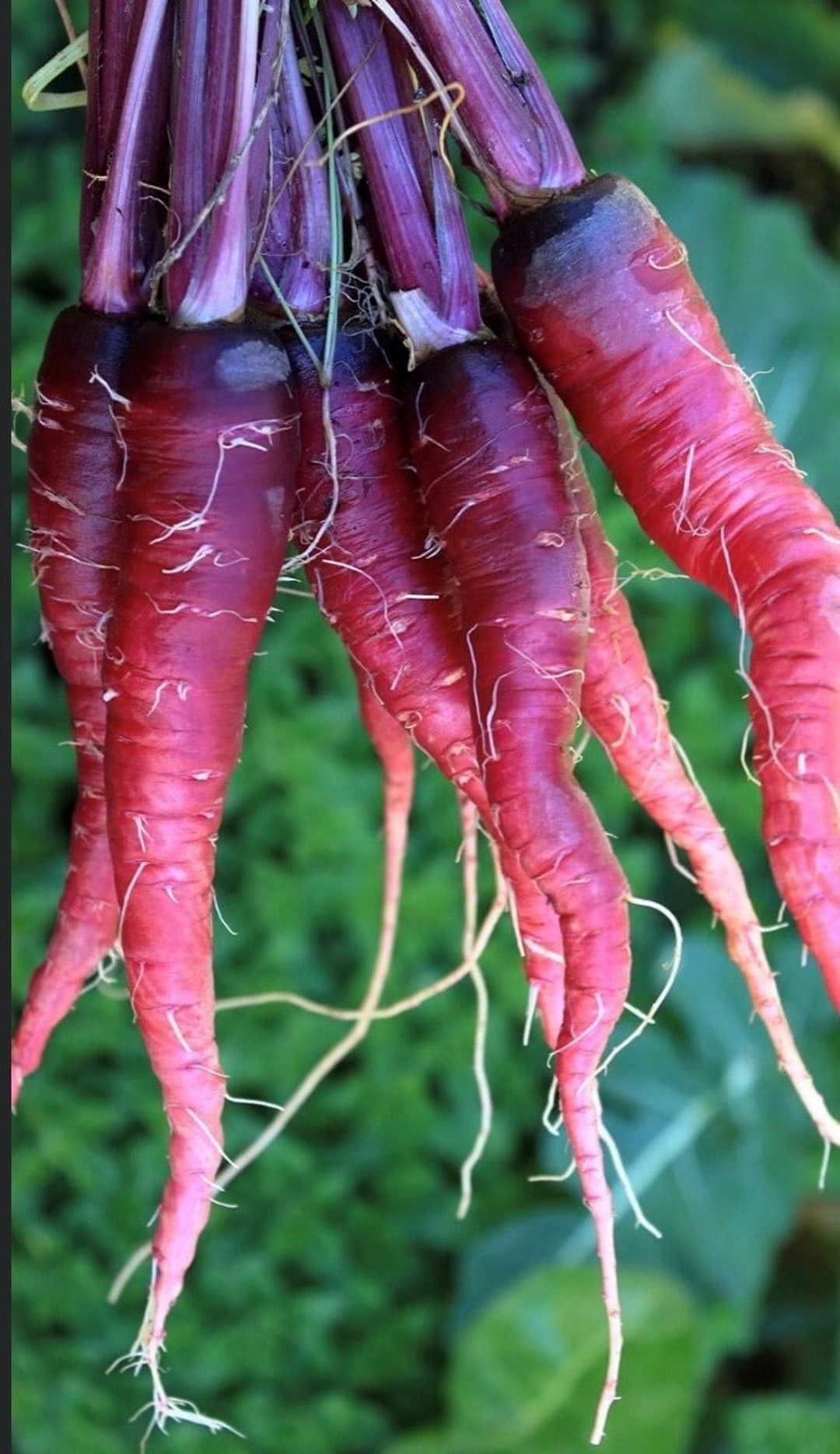 Cosmic Purple Carrot Seeds | Organic - Etsy