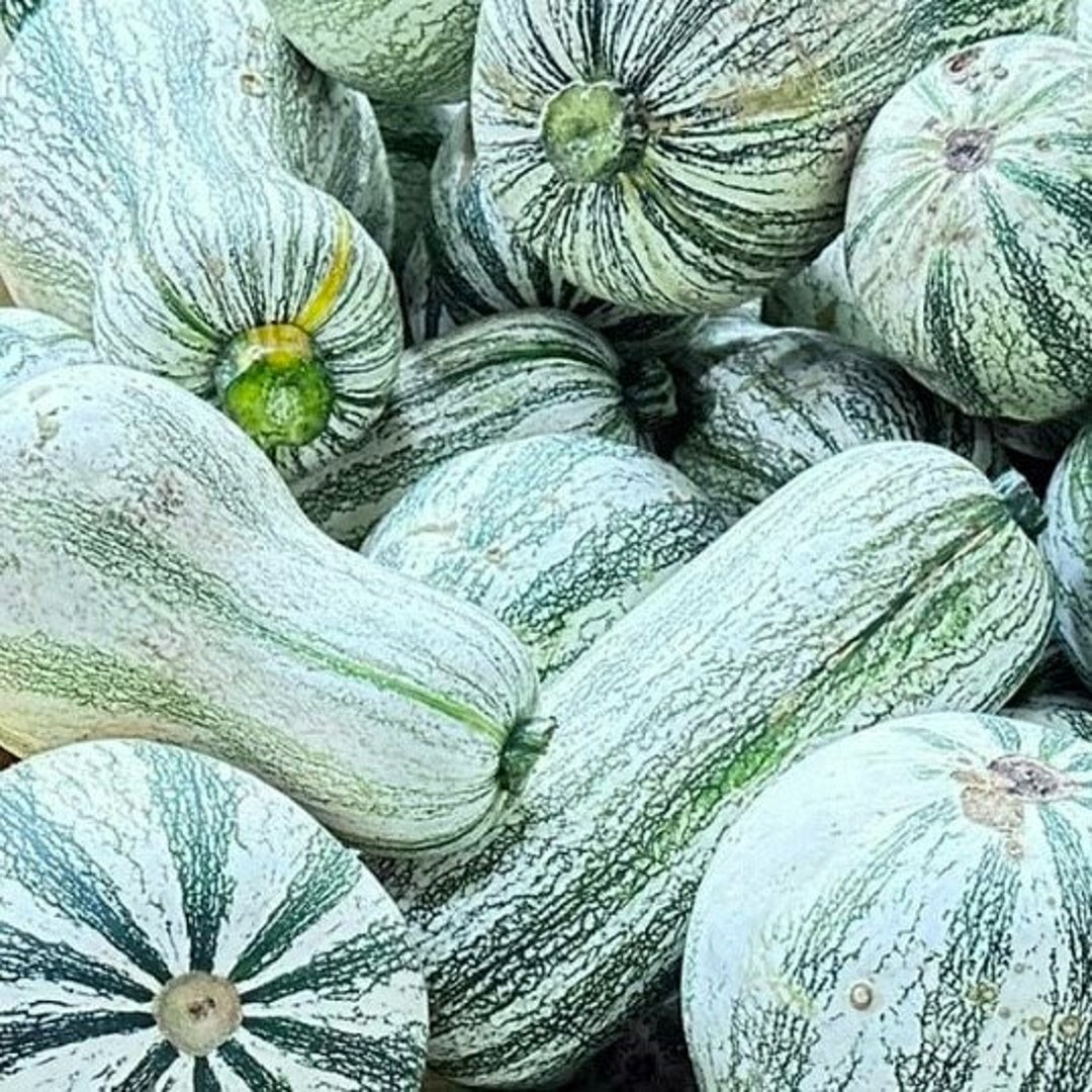 Cushaw Green Striped (winter) Squash Seeds | Heirloom - Etsy