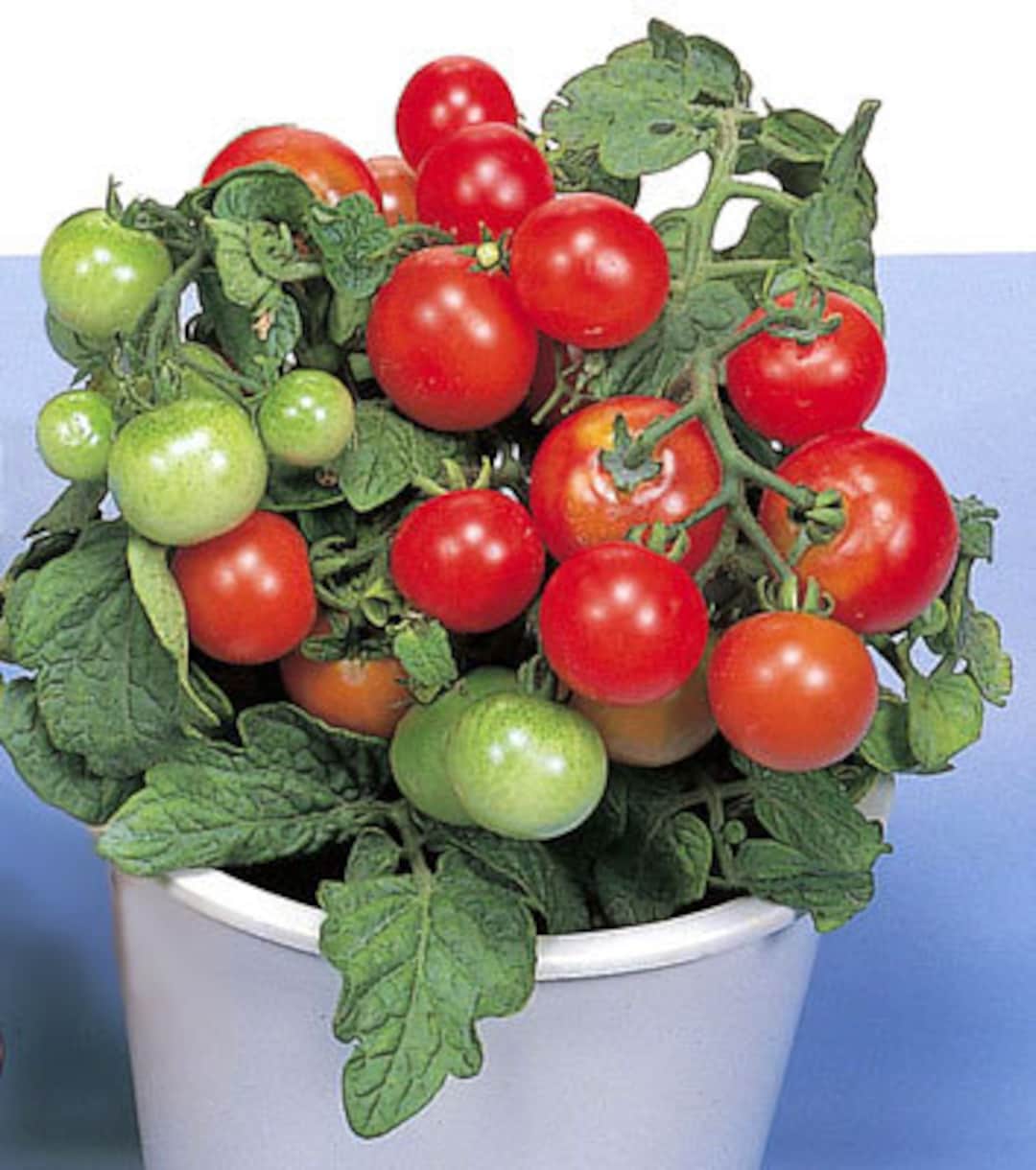 Red Robin Tomato Seeds | Organic - Etsy