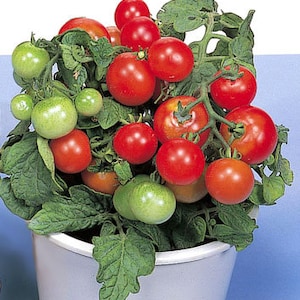 Red Robin Tomato Seeds Organic - Etsy
